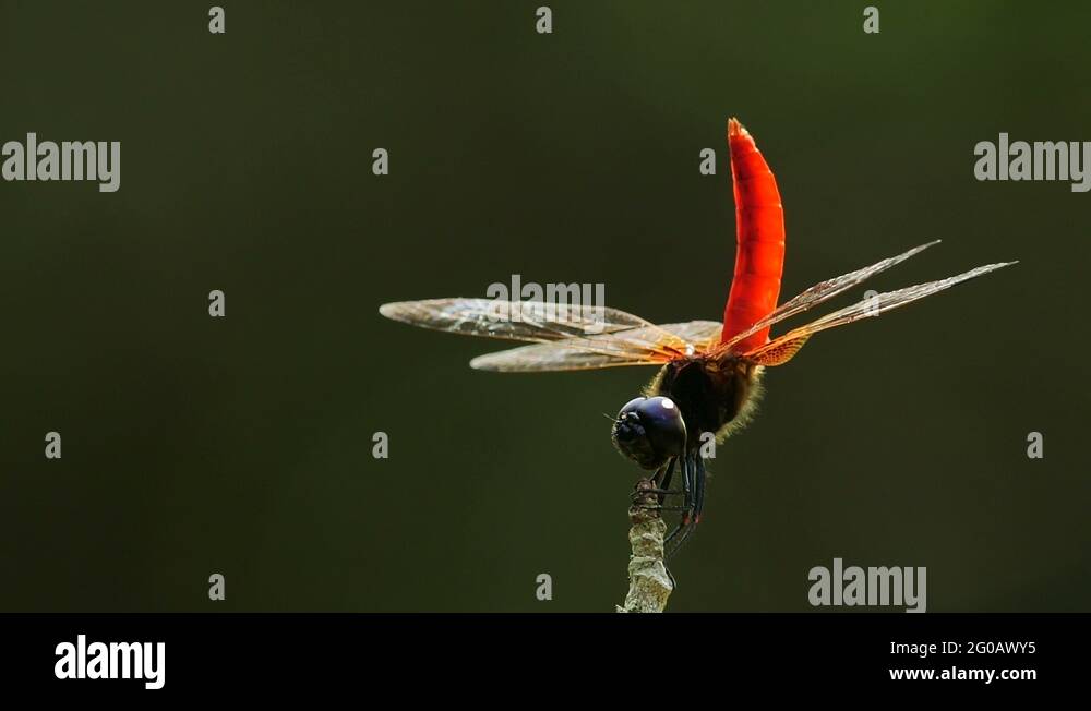 Red skimmer dragonfly Stock Videos & Footage - HD and 4K Video Clips ...