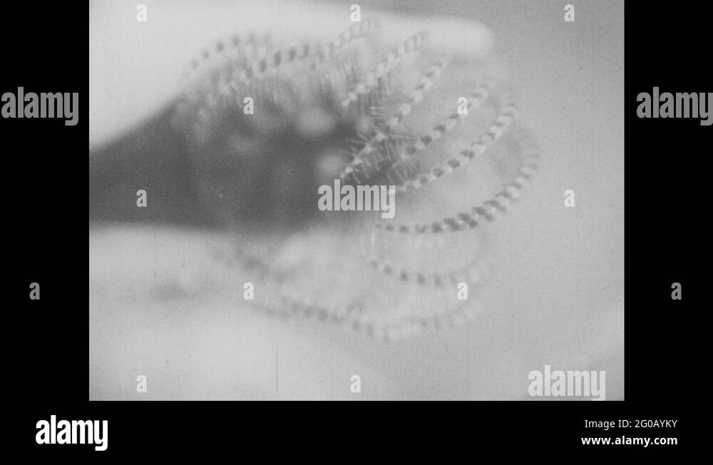 Gooseneck barnacles Stock Videos & Footage - HD and 4K Video Clips - Alamy