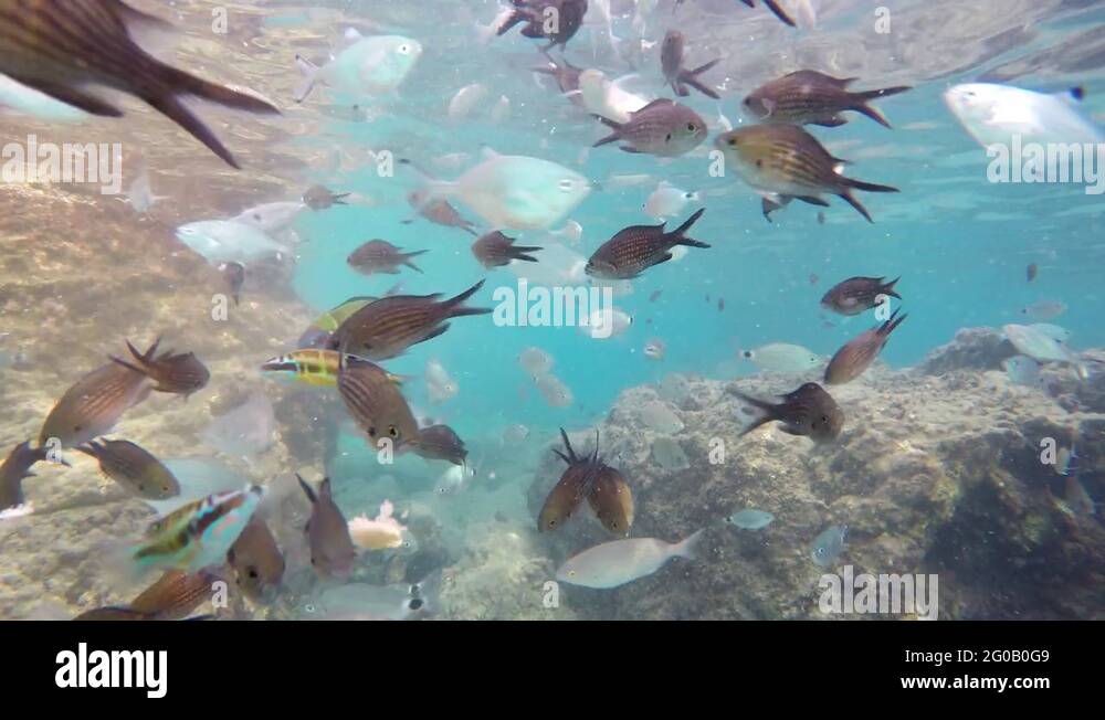 Gorgeous underwater life, many fish swimming in pure water sea Stock ...