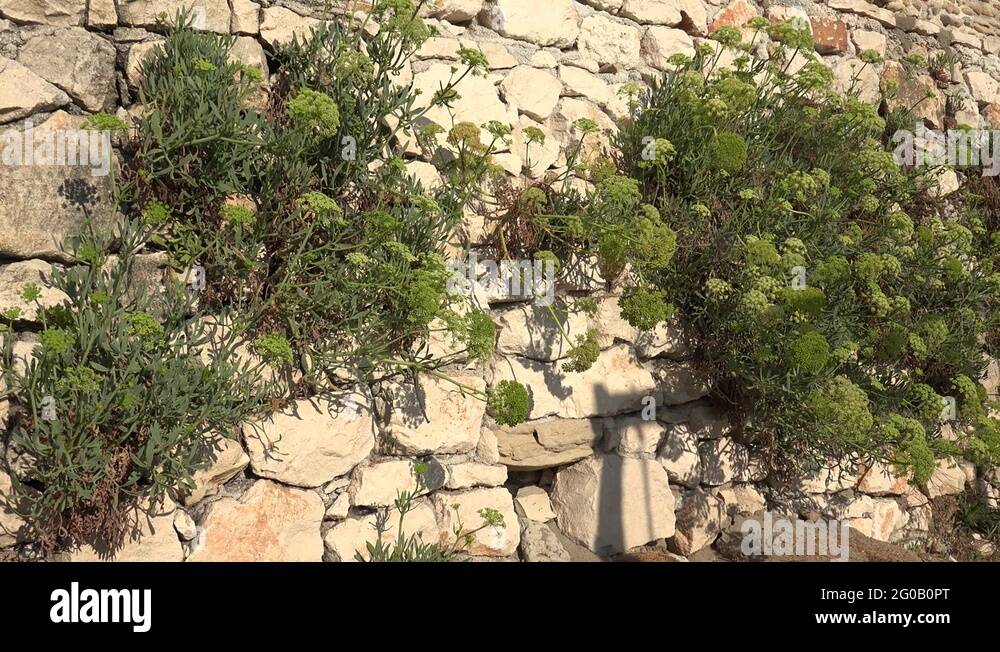 Ornamental insect Stock Videos & Footage - HD and 4K Video Clips - Alamy