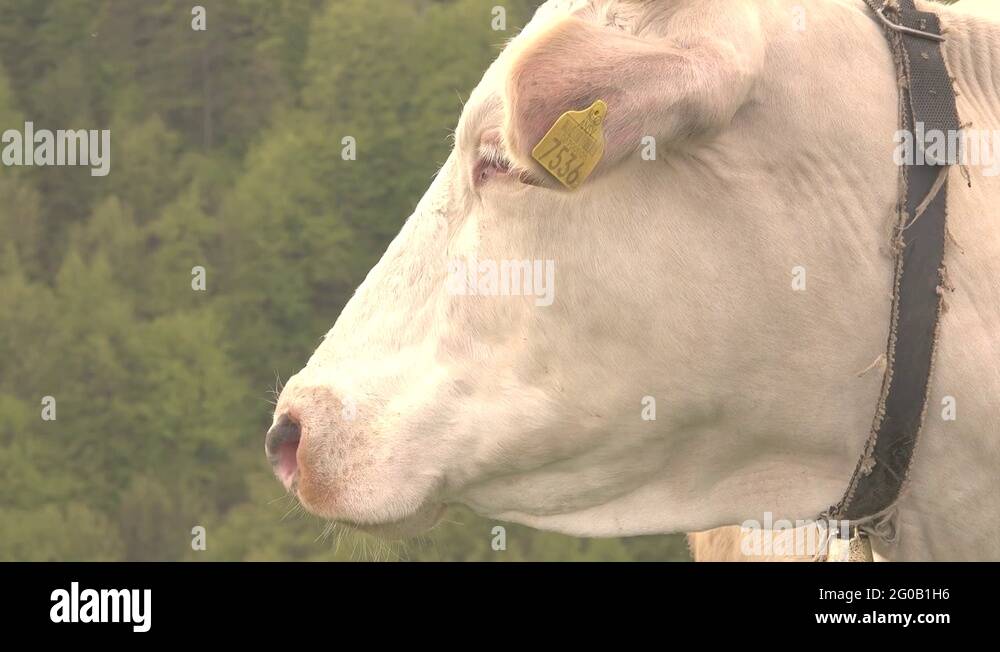 White beef cattle Stock Videos & Footage - HD and 4K Video Clips - Alamy