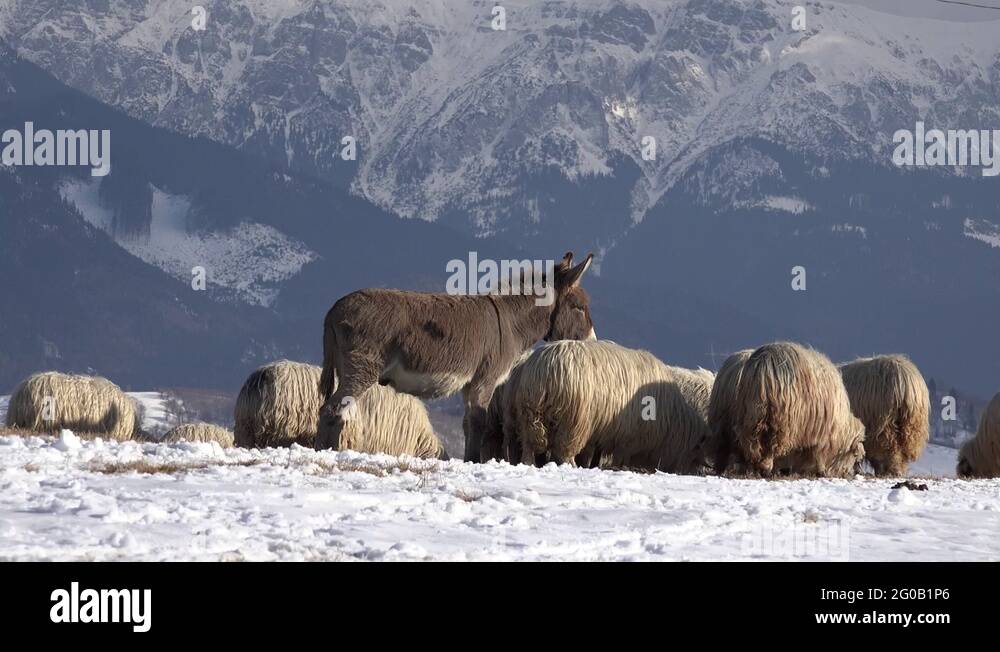 Donkey herd sheep grazing Stock Videos & Footage - HD and 4K Video ...