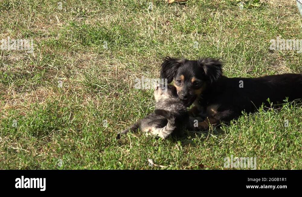 Animal bite Stock Videos & Footage - HD and 4K Video Clips - Alamy