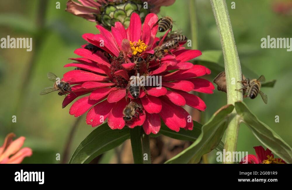 Insect on red blossom Stock Videos & Footage - HD and 4K Video Clips ...
