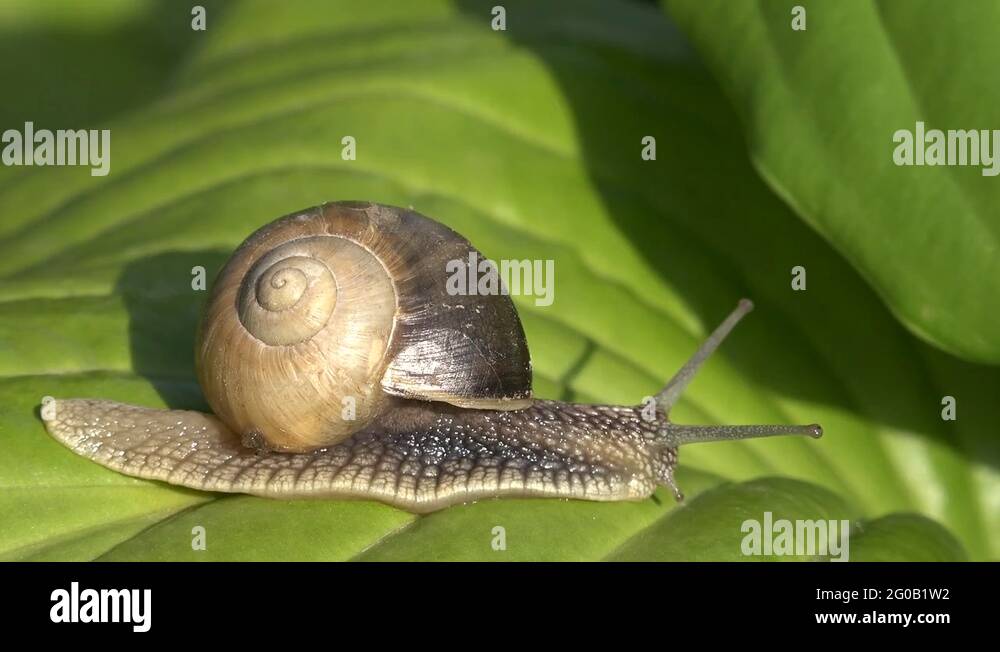 Slug with house Stock Videos & Footage - HD and 4K Video Clips - Alamy