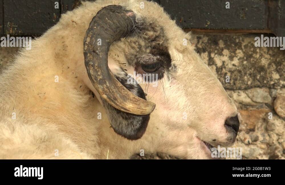 Livestock ewe sheep head Stock Videos & Footage - HD and 4K Video Clips ...