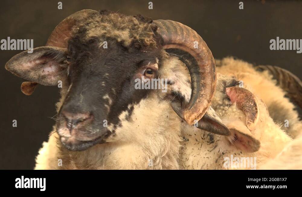 Mutton yard Stock Videos & Footage - HD and 4K Video Clips - Alamy