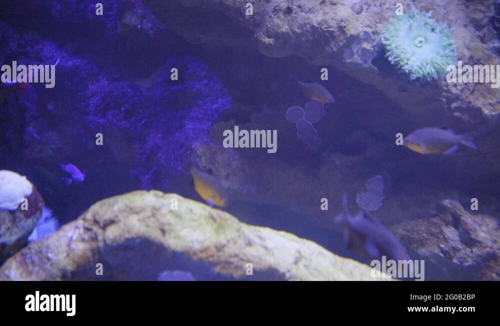 Scary aquarium Stock Videos & Footage - HD and 4K Video Clips - Alamy