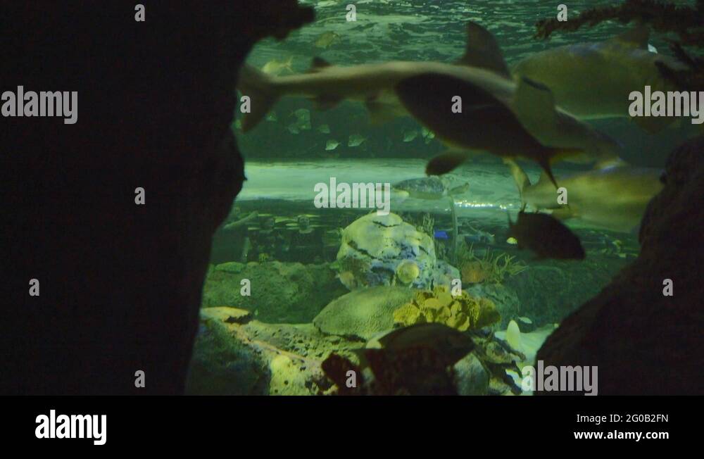 Danger fish Stock Videos & Footage - HD and 4K Video Clips - Alamy