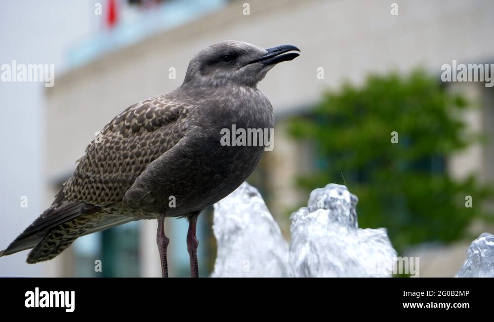 Common urban wildlife Stock Videos & Footage - HD and 4K Video Clips ...