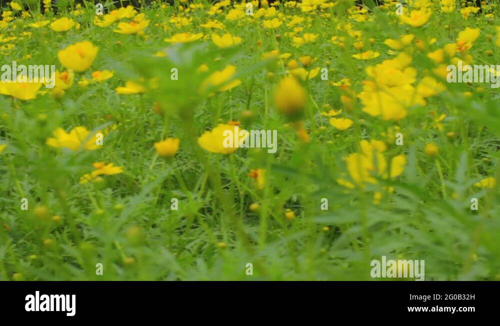 Yellow cosmos field at Showa national park close shot handheld Stock ...