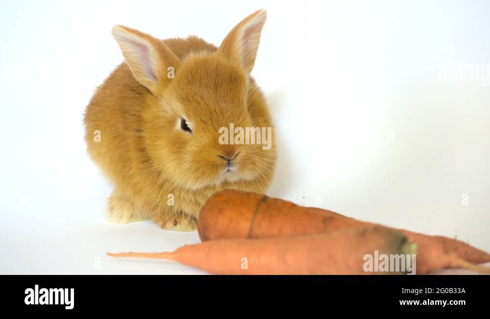 Red rabbit sitting on Stock Videos & Footage - HD and 4K Video Clips ...