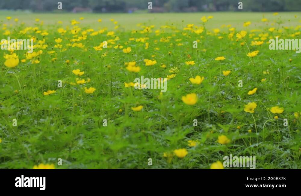 Yellow cosmos field at Showa national park handheld standard focus ...