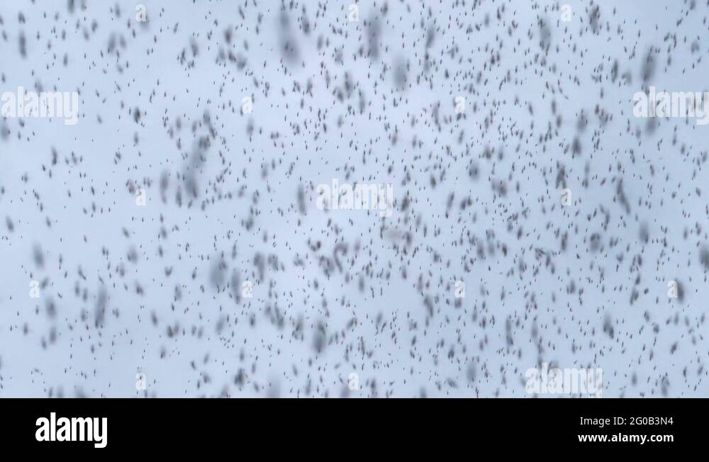 Bug bugs insect insects mosquitoes Stock Videos & Footage - HD and 4K ...