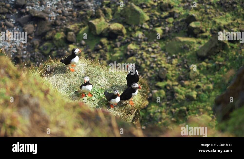 Puffins and grass Stock Videos & Footage - HD and 4K Video Clips - Alamy