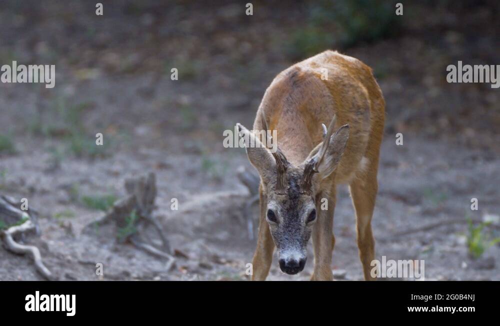 Roe buck feeding Stock Videos & Footage - HD and 4K Video Clips - Alamy