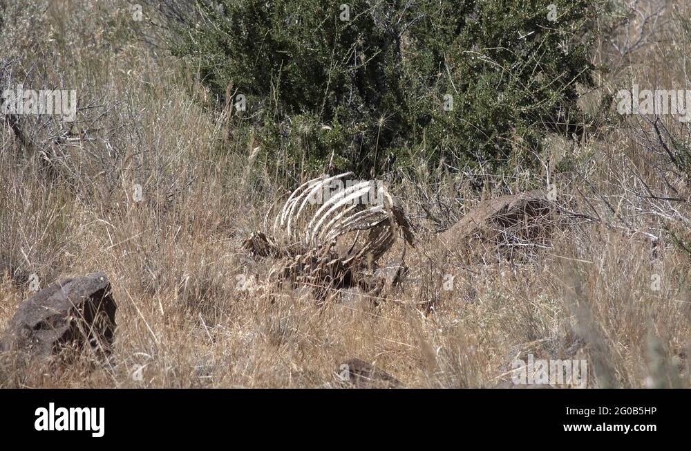 Rib cage bones Stock Videos & Footage - HD and 4K Video Clips - Alamy
