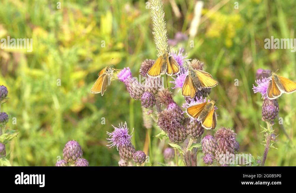 Winged thistle Stock Videos & Footage - HD and 4K Video Clips - Alamy