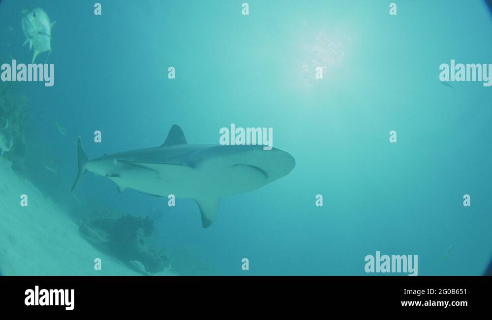 Oceanlife Stock Videos & Footage - HD and 4K Video Clips - Alamy