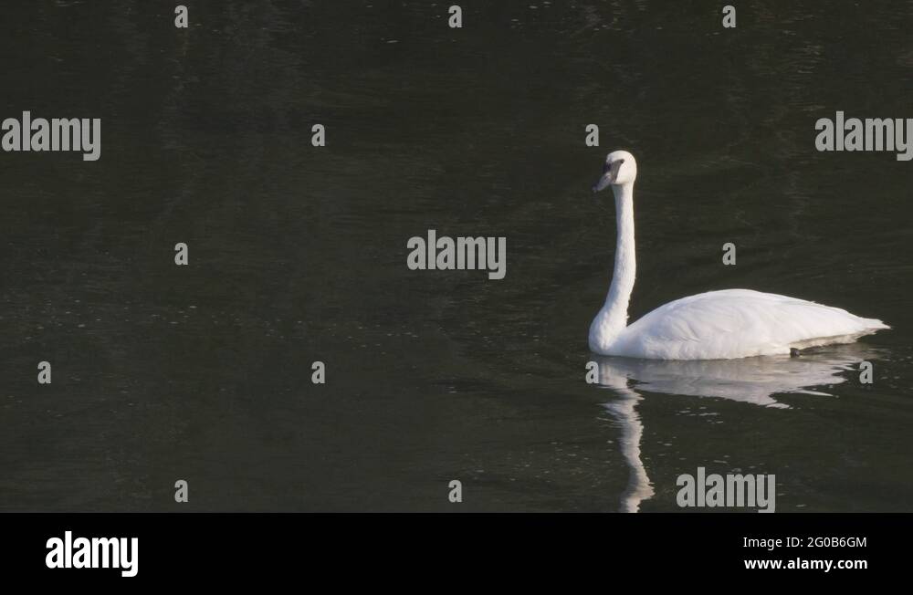 Swan paddling Stock Videos & Footage - HD and 4K Video Clips - Alamy