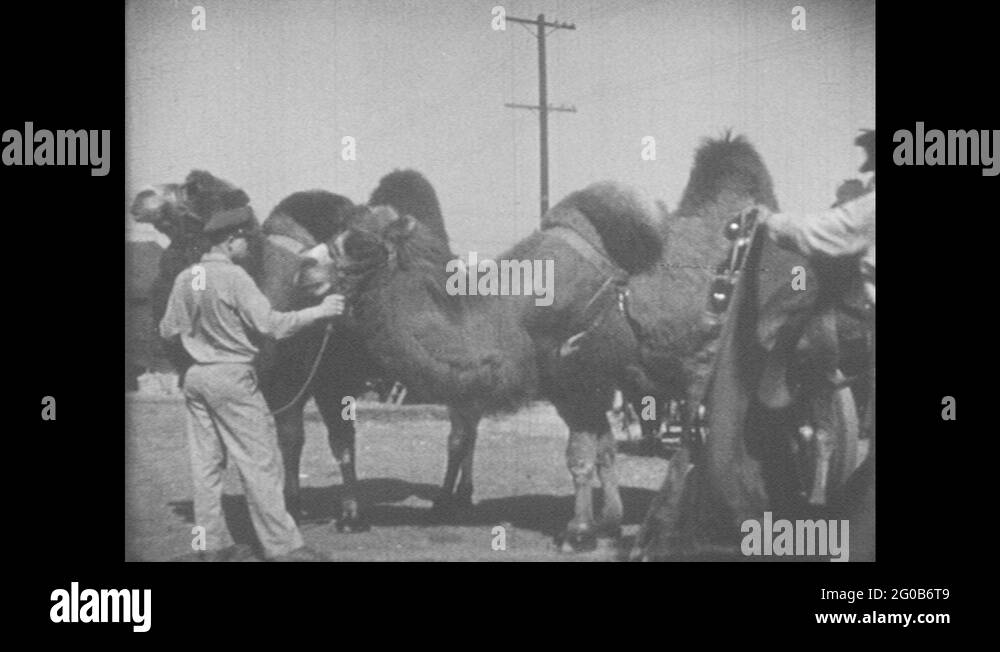 Camel blanket Stock Videos & Footage - HD and 4K Video Clips - Alamy