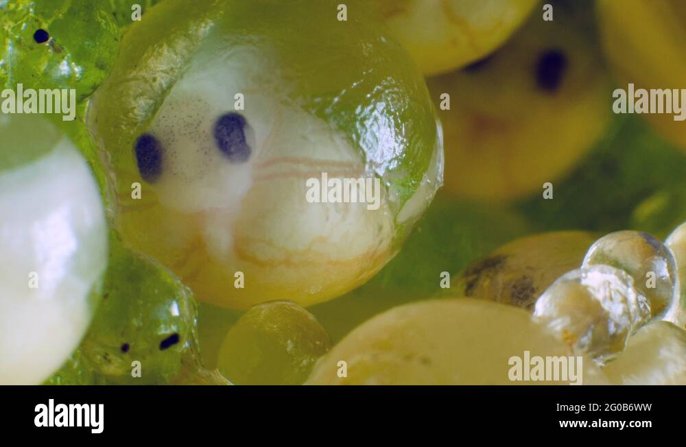 Ecuadorian Monkey Frog (Phyllomedusa ecuatoriana) egg with 10 day old ...