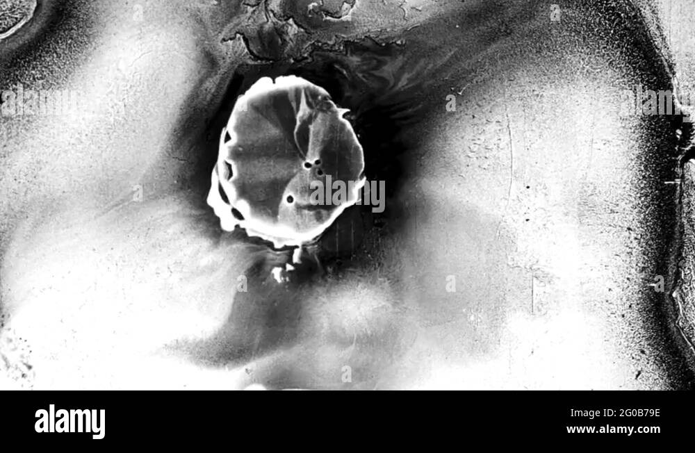 Decomposition Stock Videos & Footage - HD and 4K Video Clips - Alamy