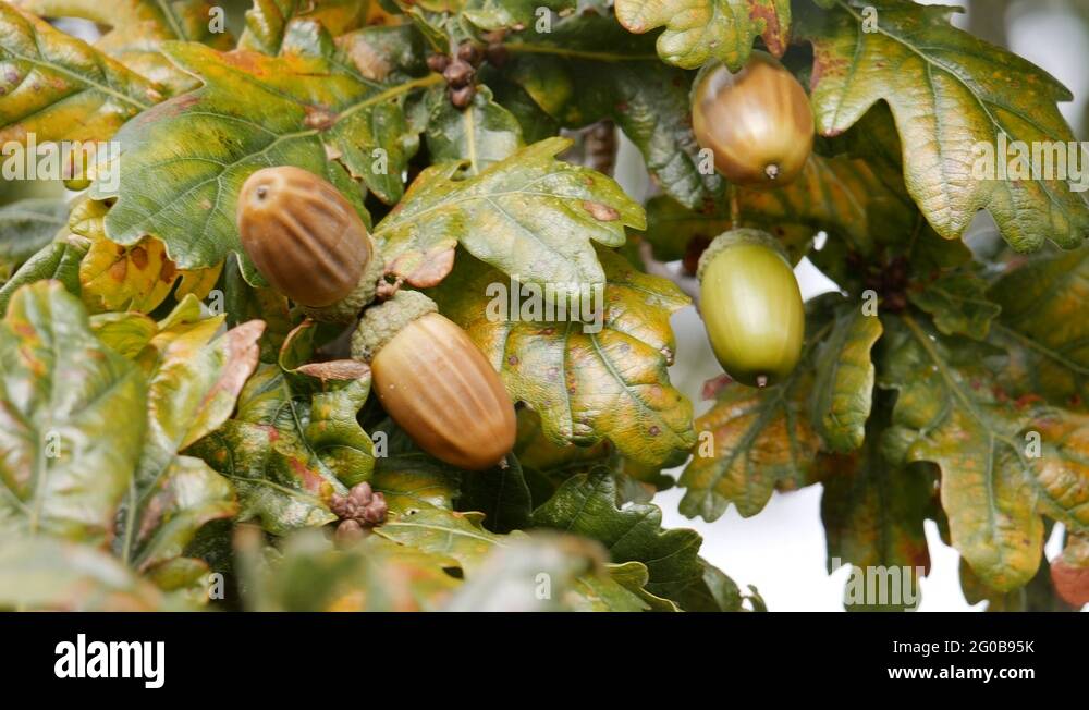 Ripe acorns Stock Videos & Footage - HD and 4K Video Clips - Alamy
