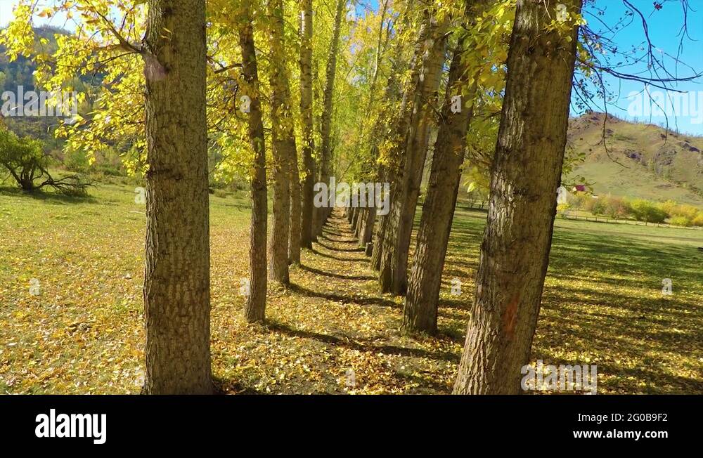 Autumn trees banff Stock Videos & Footage - HD and 4K Video Clips - Alamy