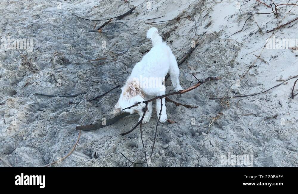 Chewing branch Stock Videos & Footage - HD and 4K Video Clips - Alamy