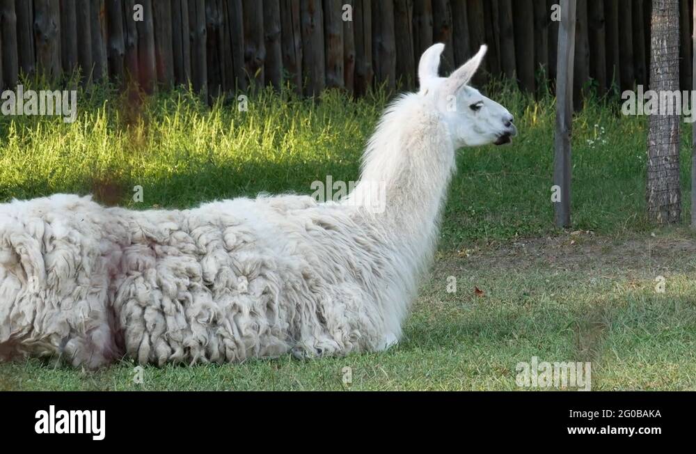 Zoo llama Stock Videos & Footage - HD and 4K Video Clips - Alamy