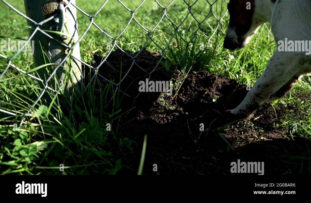 Dog breed jack russell terrier dig a hole. Dog breed jack russell ...