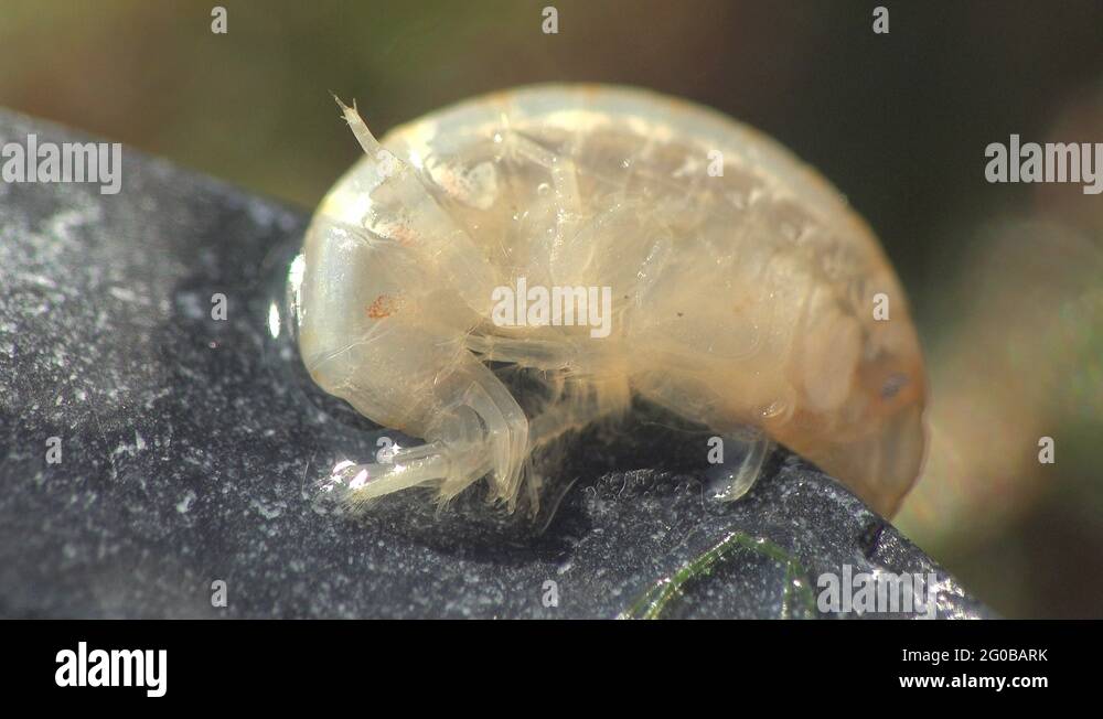 Sand hopper macro 4k: Talitrus saltator is animal of sandy beaches ...
