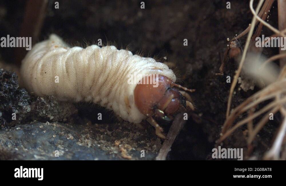 Insect macro 4k: Larvae white third instar of may beetle in ground ...