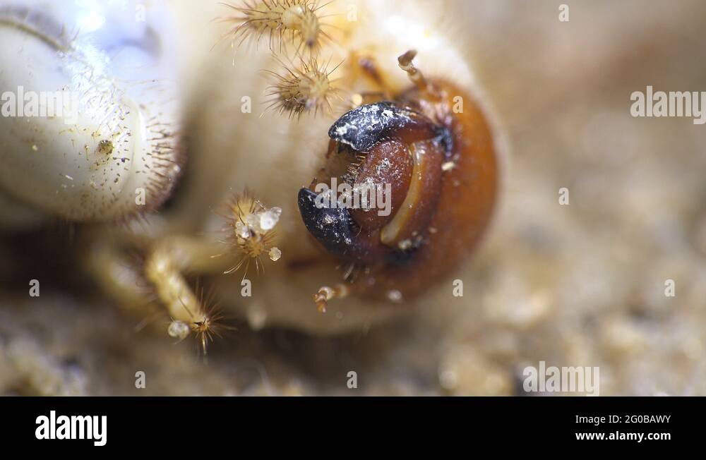 Insect macro 4k: Larvae white third instar of may beetle in ground ...