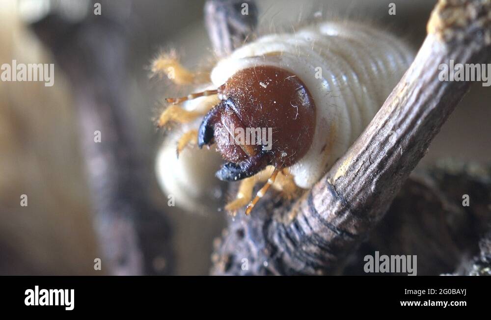 Insect macro 4k: Larvae white third instar of may beetle in ground ...
