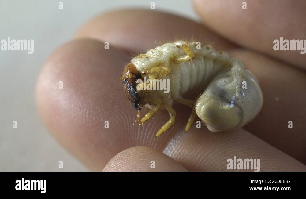 Insect macro 4k: Larva third instars of may June beetle on the man's ...