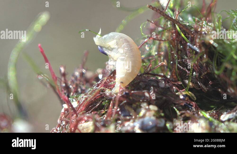 Talitrus saltator Stock Videos & Footage - HD and 4K Video Clips - Alamy