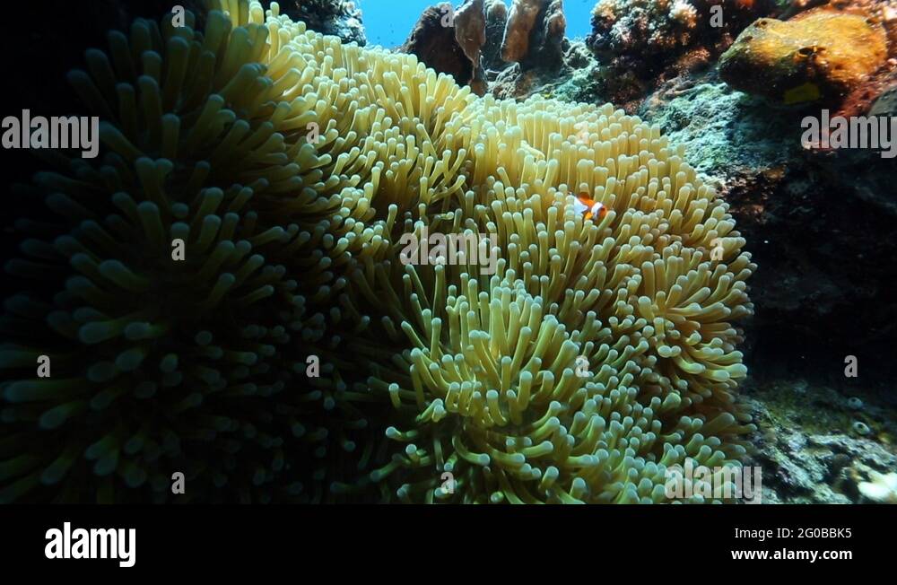 Amphiprion ocellaris anemone reef fish Stock Videos & Footage - HD and ...