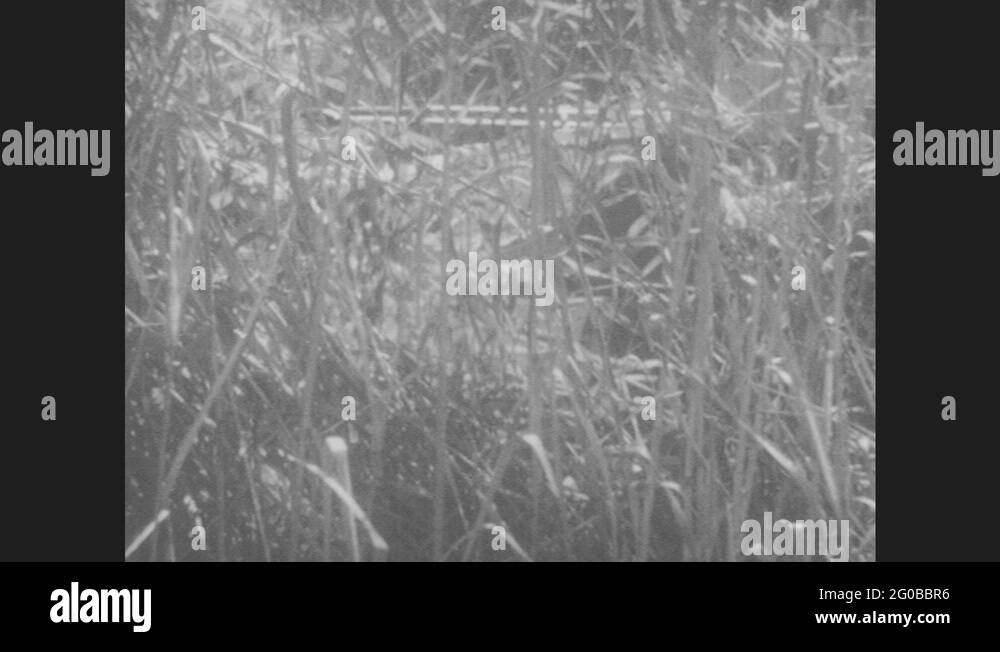 1950s: Hybrid all-terrain swamp vehicle moves through the reed in swamp ...