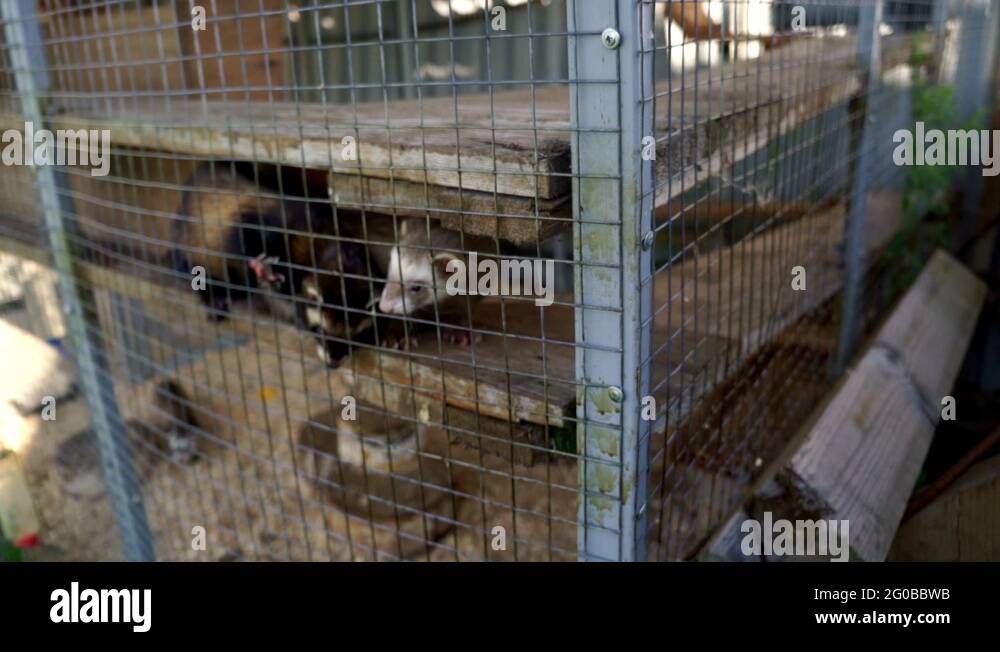 Russell hunting Stock Videos & Footage - HD and 4K Video Clips - Alamy