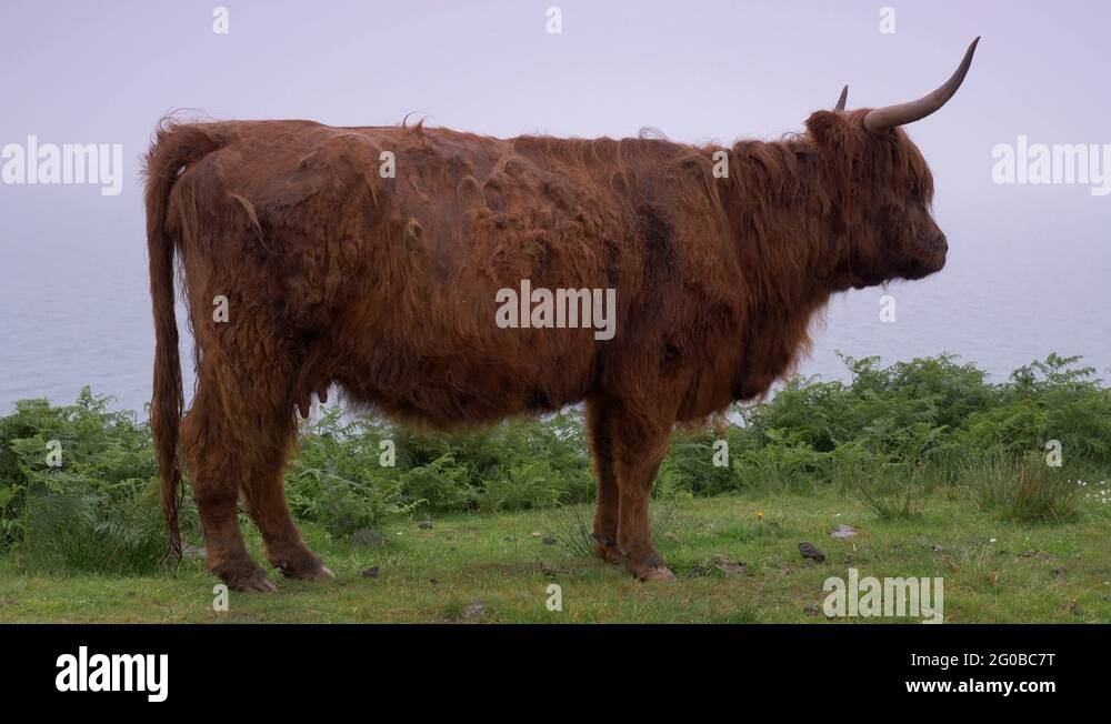 Silverside beef Stock Videos & Footage - HD and 4K Video Clips - Alamy