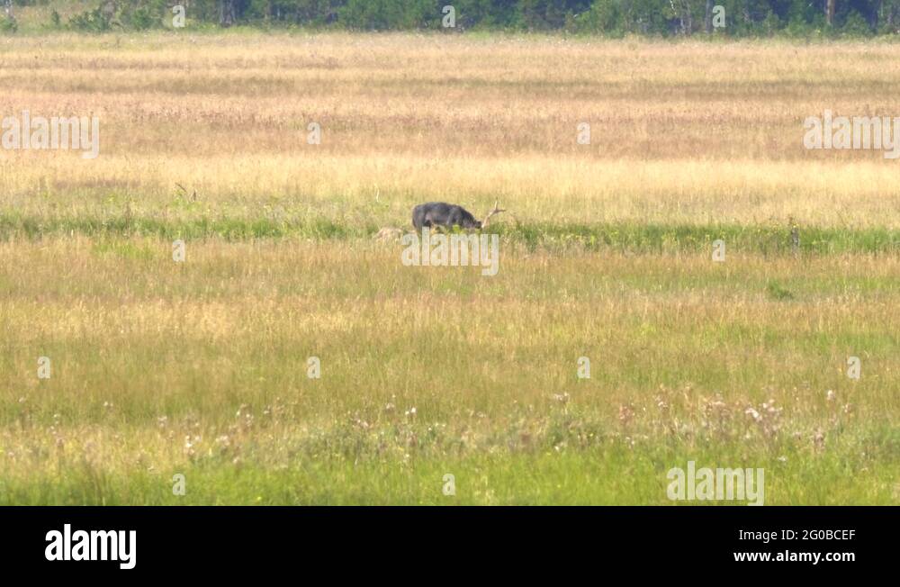 Yellowstone gray wolf feeding Stock Videos & Footage - HD and 4K Video ...