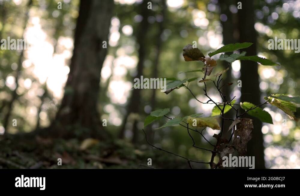 Dense weed Stock Videos & Footage - HD and 4K Video Clips - Alamy