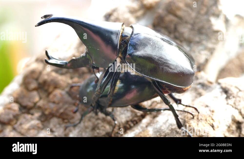 Rhino breeding Stock Videos & Footage - HD and 4K Video Clips - Alamy