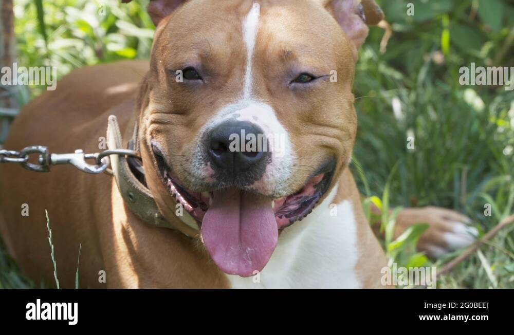 Pitbull face Stock Videos & Footage - HD and 4K Video Clips - Alamy