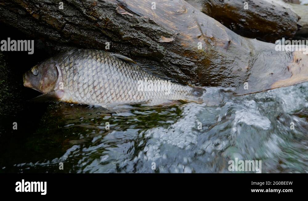 Big dead fish in a stream Stock Video Footage - Alamy