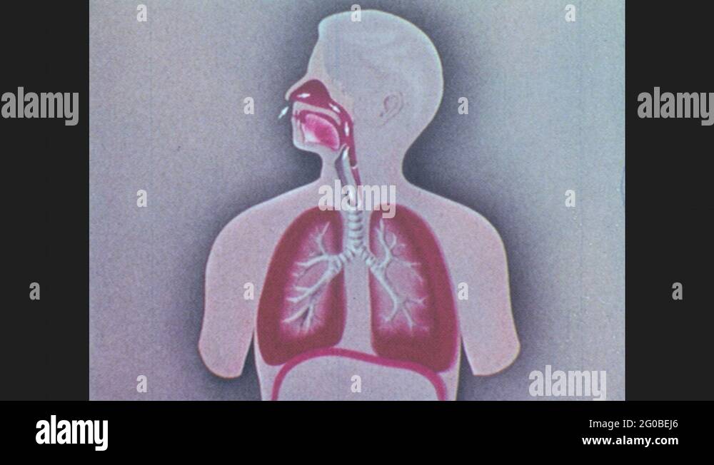 Inhalation diaphragm Stock Videos & Footage - HD and 4K Video Clips - Alamy