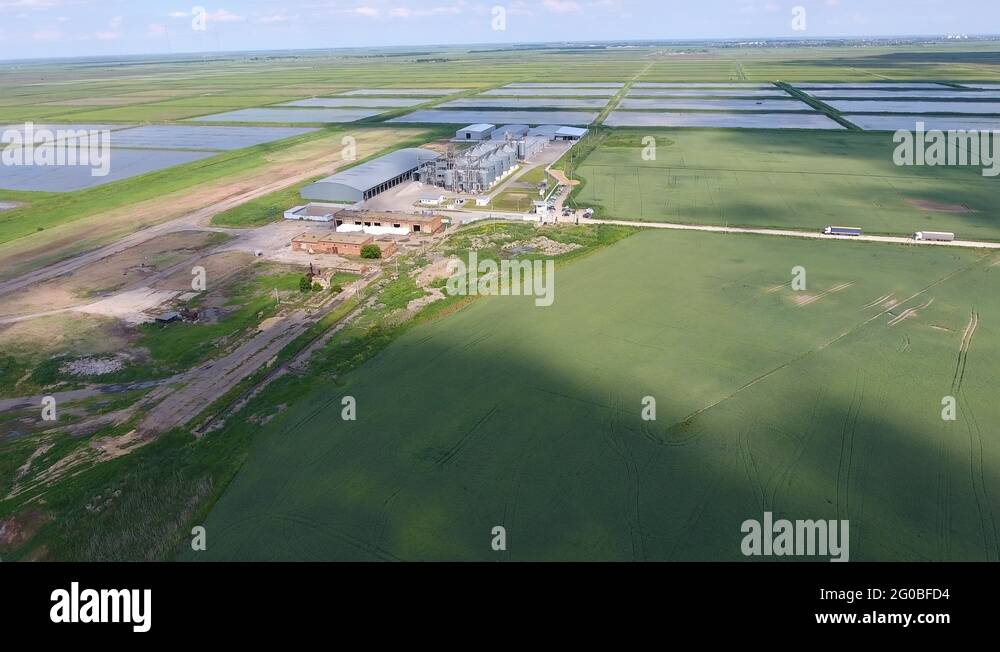 Rice plant structure Stock Videos & Footage - HD and 4K Video Clips - Alamy