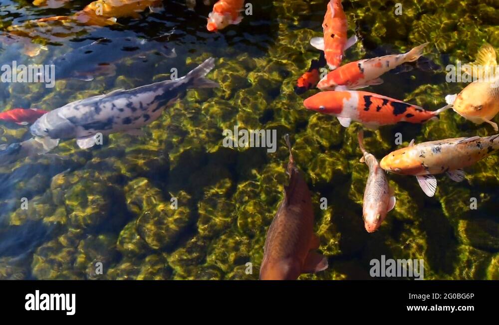 Gasping fish Stock Videos & Footage - HD and 4K Video Clips - Alamy